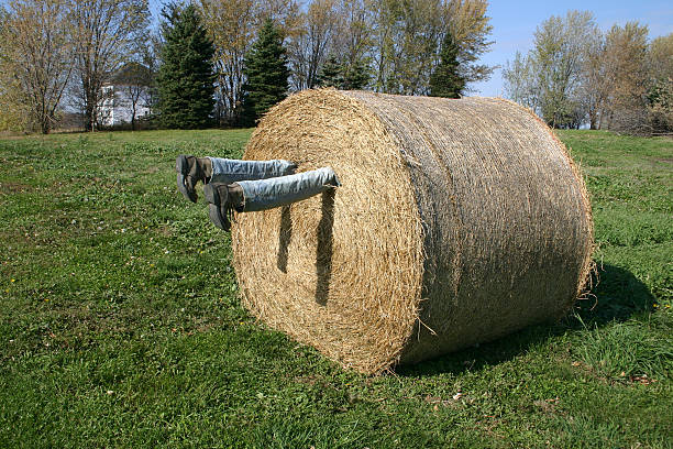 Hay & Chaff | Prime hay | Low sugar tested | Canberra stockfeeds ...